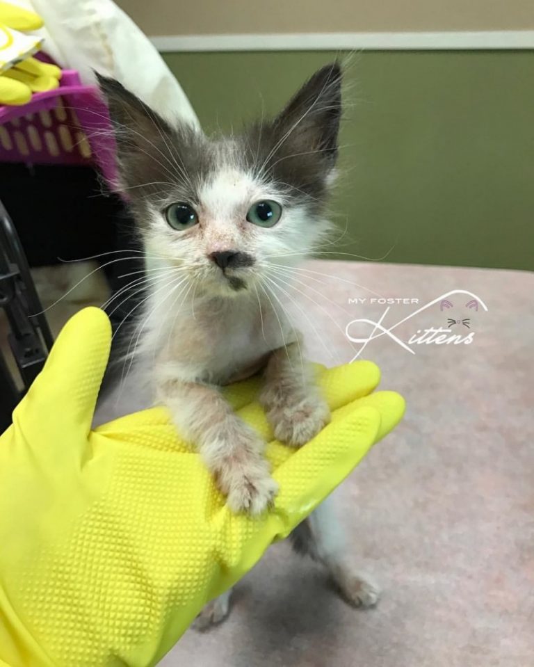 Une femme sauve un chaton chauve en attente d'euthanasie et se ...