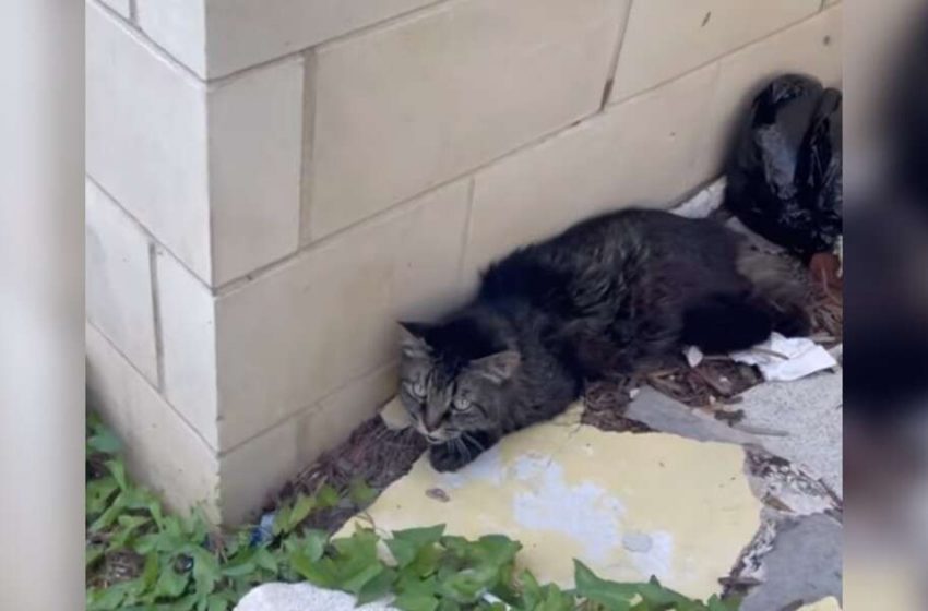 Le chat errant « gelé de peur pendant des jours » est tellement ...