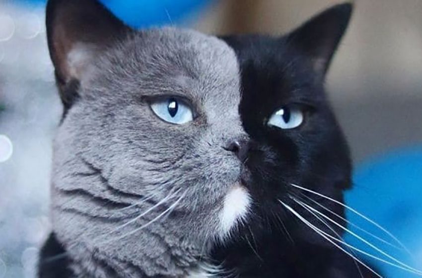 Narnia, un chat qui a 2 couleurs différentes sur son visage, donne ...