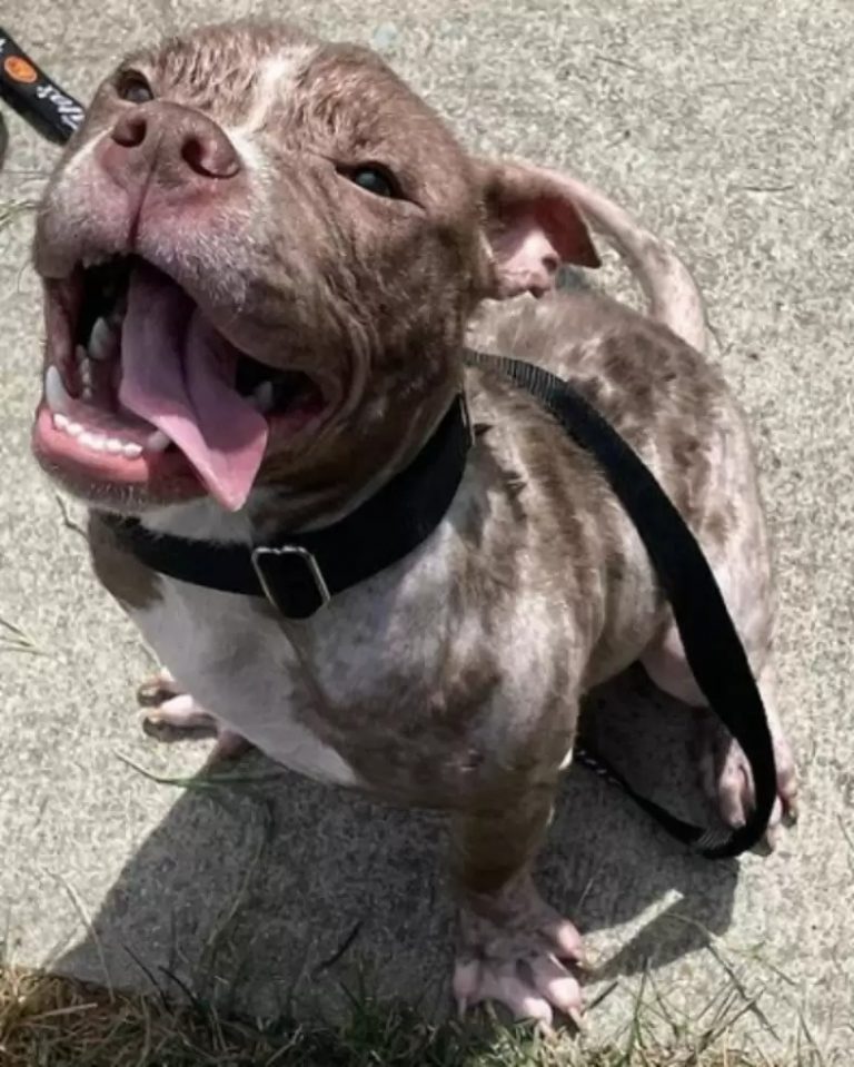 Le chien ressemblant à un cochon s'est complètement transformé après un ...