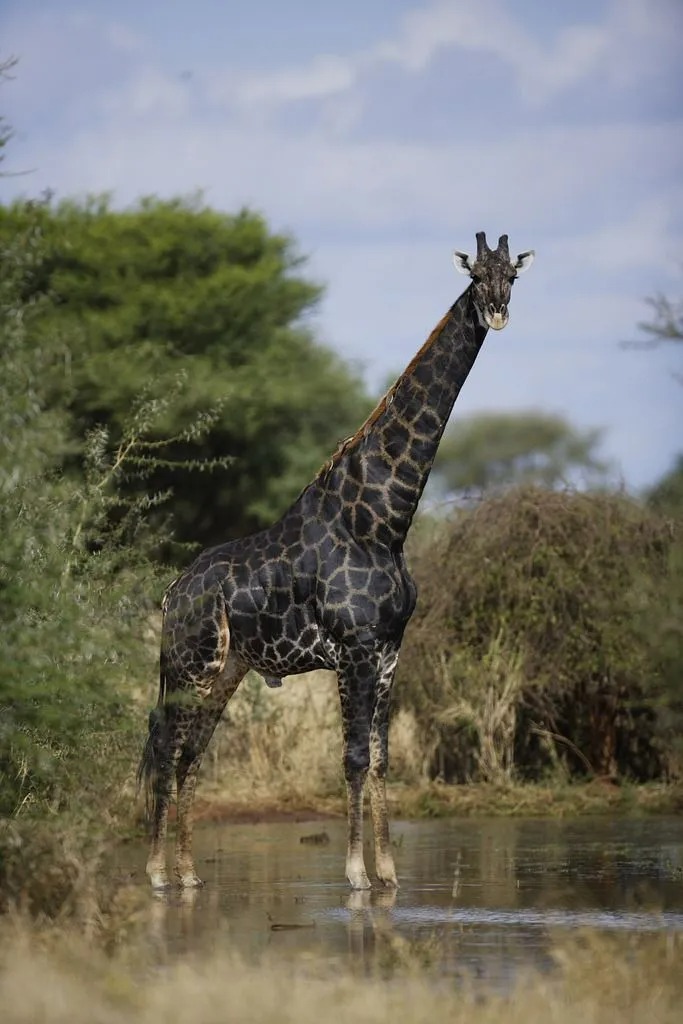 Rencontrez les girafes noires et blanches - l'un des animaux les plus rares sur Terre